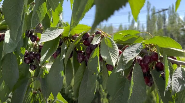 Best 8 Cherry Trees To Grow in Texas - HTexas