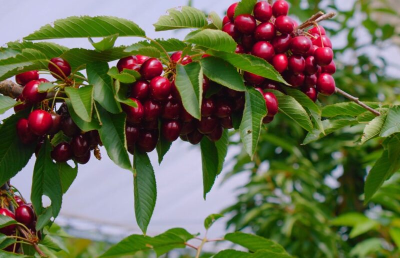 Best 8 Cherry Trees To Grow in Texas - HTexas