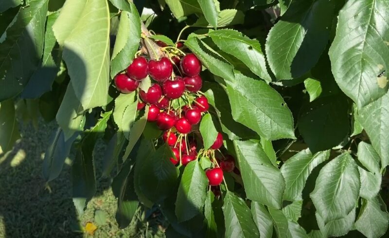 Best 8 Cherry Trees To Grow in Texas - HTexas
