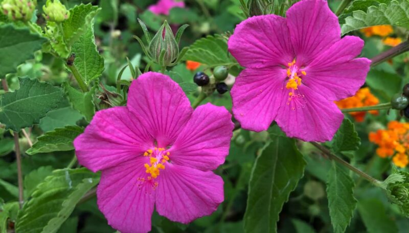 The 7 Best Texas Native Plants For Landscaping - HTexas