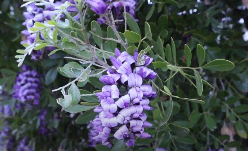 The 7 Best Texas Native Plants For Landscaping - HTexas