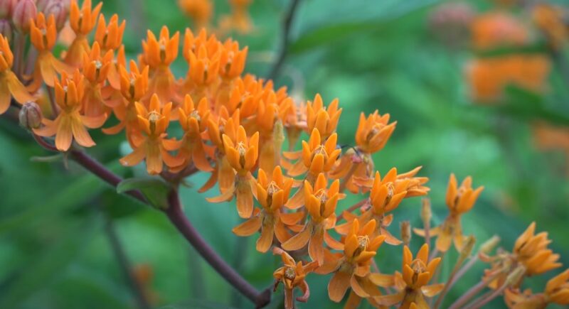 The 7 Best Texas Native Plants For Landscaping - HTexas